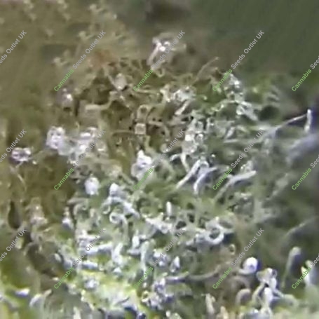 Russian Rocket Fuel Auto Regular Weed Strain Short Stuff