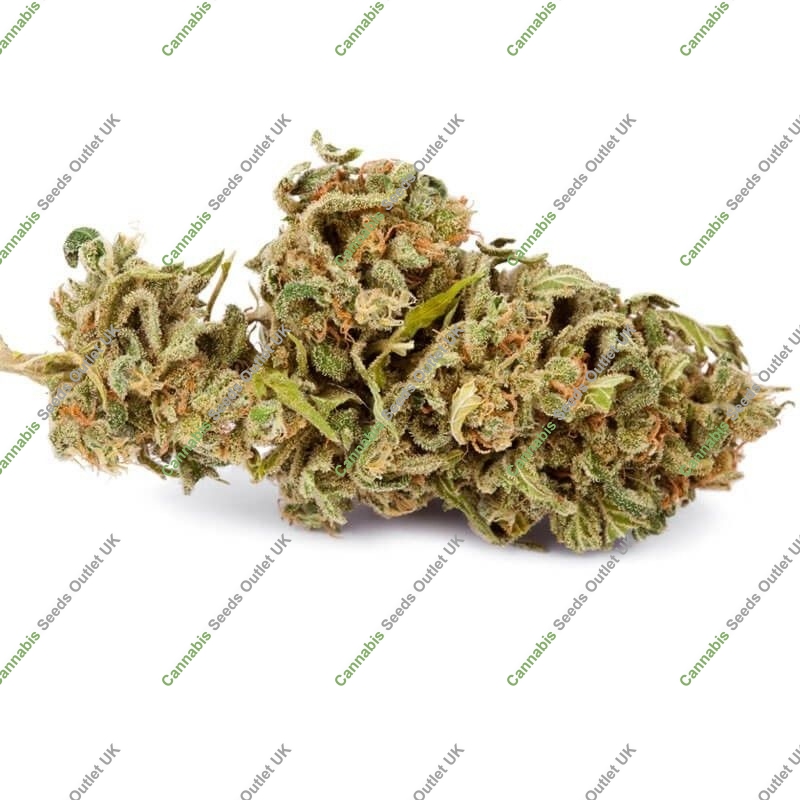 Royal AK Auto Feminized Weed Strain Royal Queen Seeds
