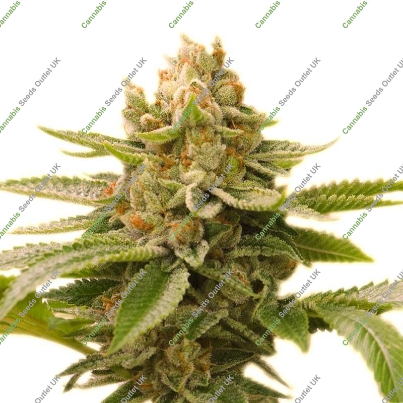 Buy Purple Mazar Auto by Kalashnikov at Cannabis Seeds Outlet UK