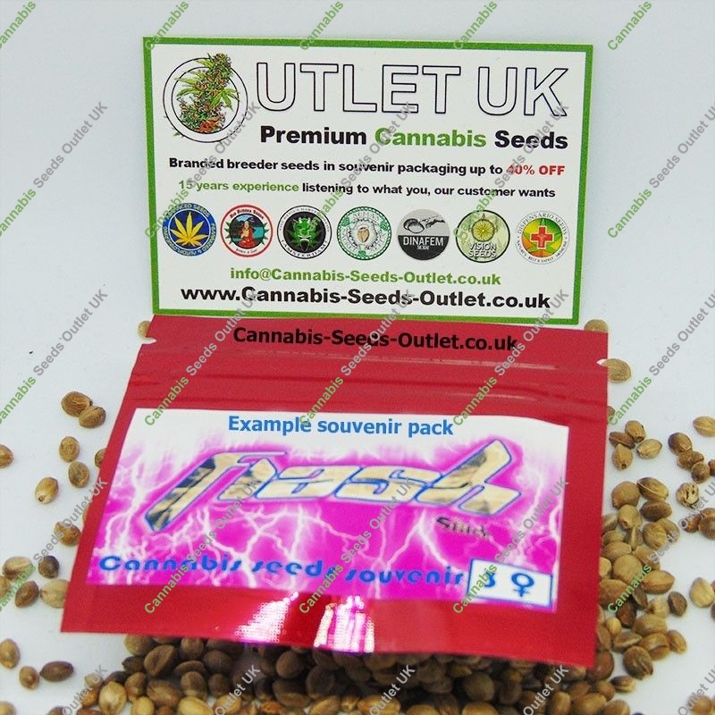 Buy Spacer Auto by Flash at Cannabis Seeds Outlet UK