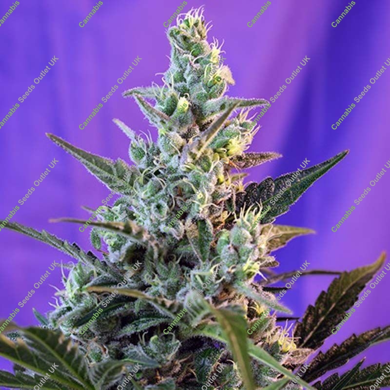 Sweet Skunk Fast V Feminized Marijuana Strain Sweet Seeds