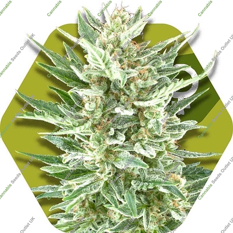 Vanilla Ice Feminized Marijuana Strain by Zambeza Seeds