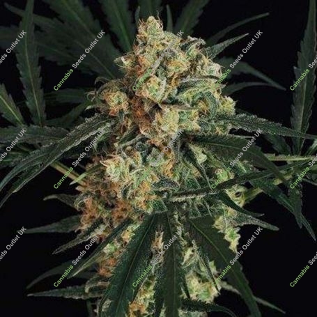 Triple A Automatic Feminized Weed Strain Exotic Seeds