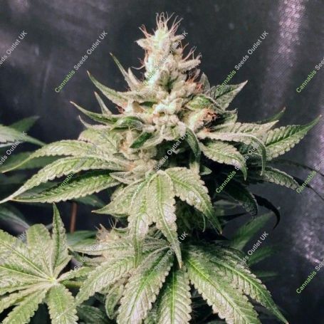 Buy Atomic Sour Feminized Ganja Seeds by Dank Genetics Online