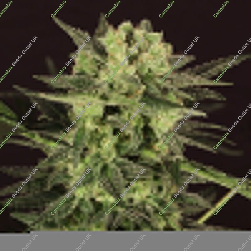 MK-Ultra Kush Auto Feminized Marijuana Strain by TH Seeds