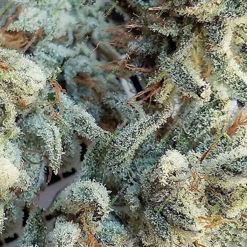 AirHeadz Auto Feminized Marijuana Strain Frosteez Farmz