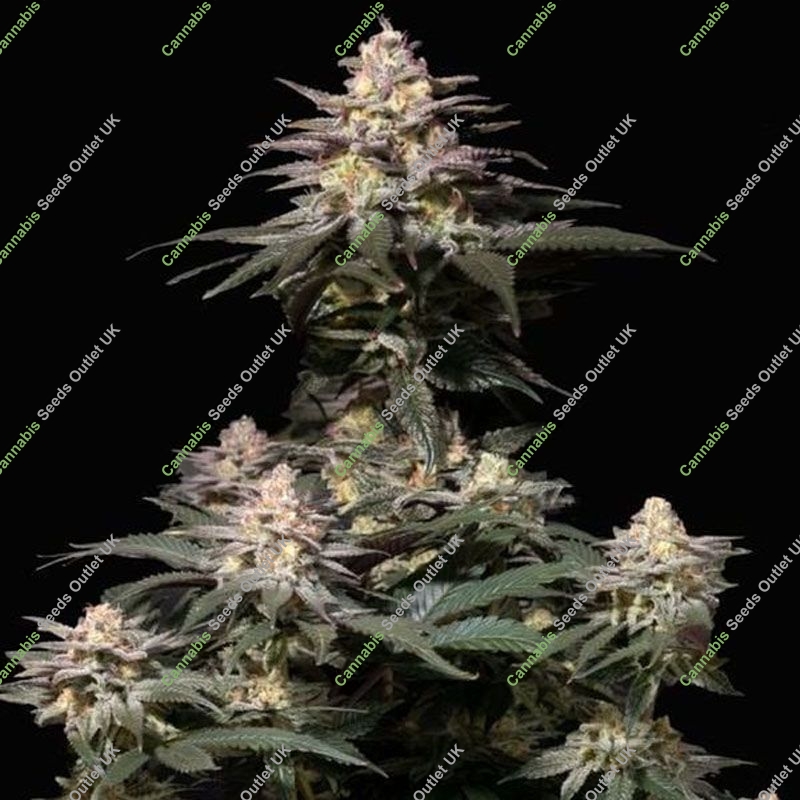 Purple Lemonade FF Feminized Marijuana Strain Fast Buds
