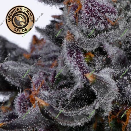 Cherry Zoap Auto Feminized Weed Strain Growers Choice