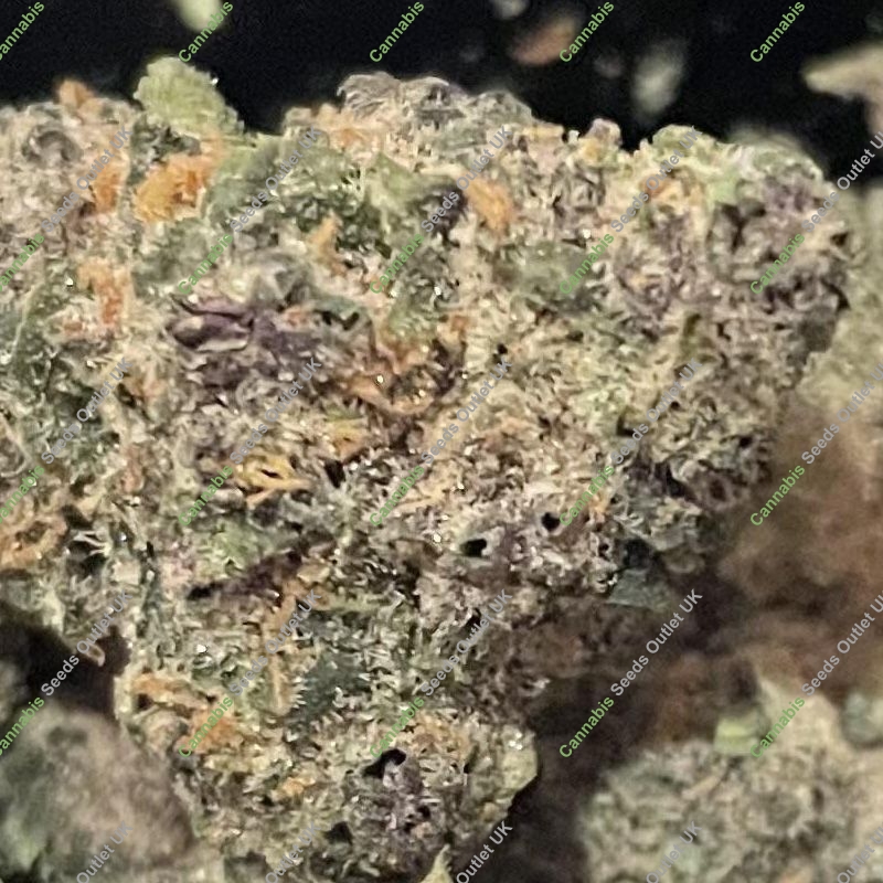 Forbidden Fruit Cake Auto Feminized Strain Advanced Seeds