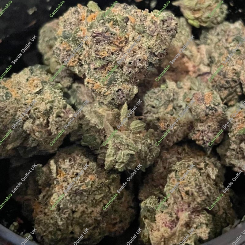 Forbidden Fruit Cake Auto Feminized Strain Advanced Seeds