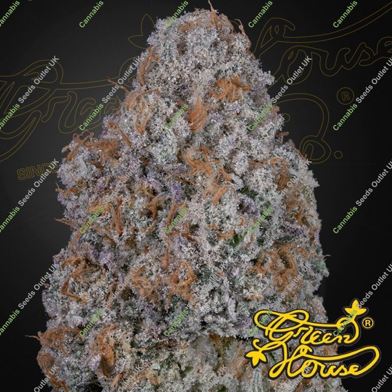 Super Lemon Haze x RS11 by Greenhouse November Sale 25% OFF