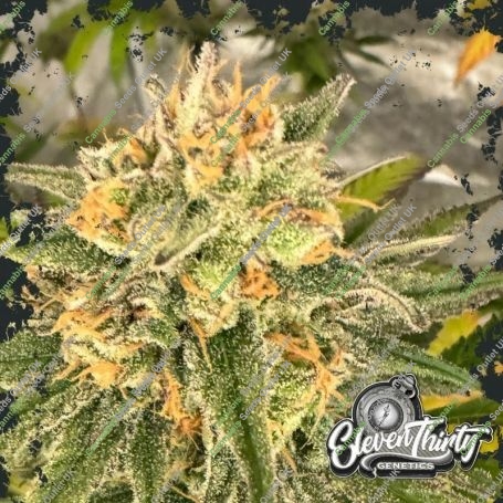 Toad Venom Feminized Weed Strain Eleven Thirty Genetics