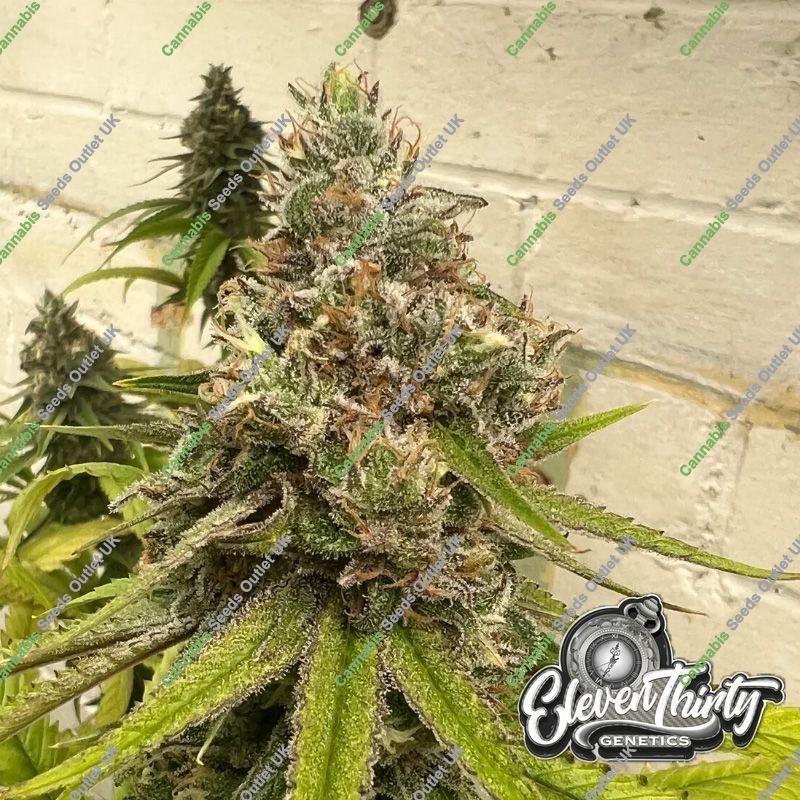 Toad Venom Feminized Weed Strain Eleven Thirty Genetics