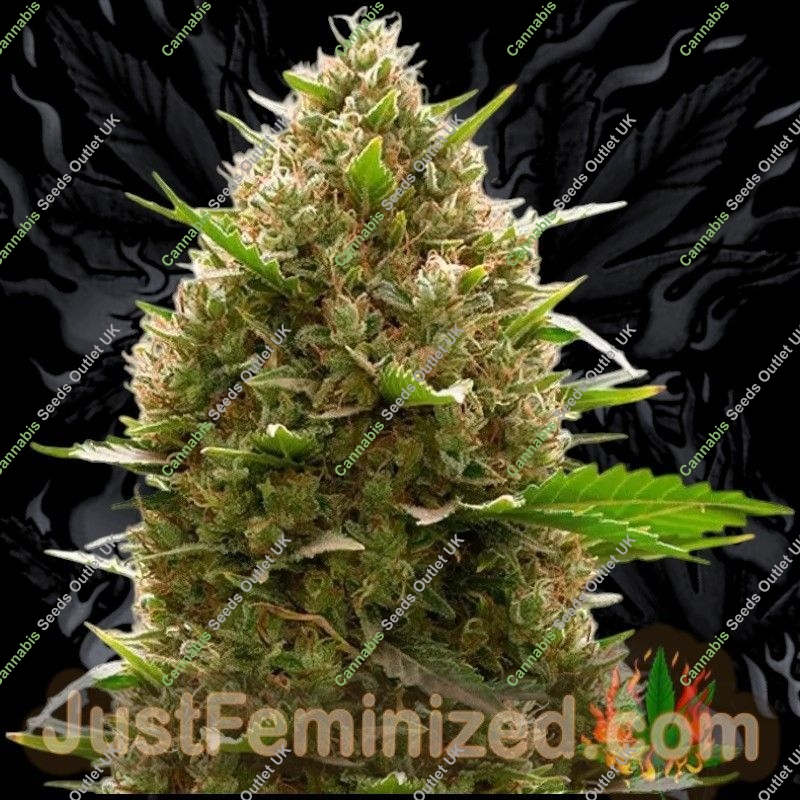Amnesia Lemon Auto Marijuana Strain by Just Feminized