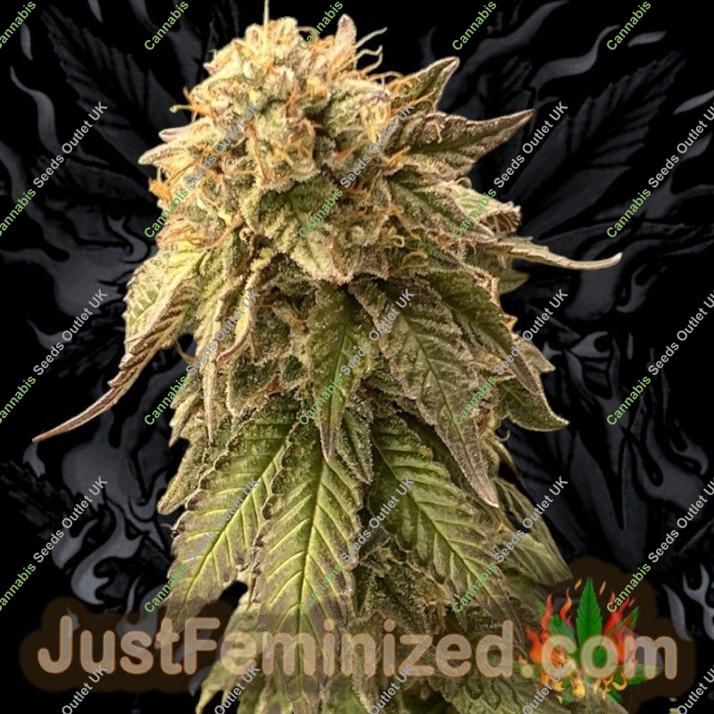 Buy Watermelon Zkittlez Strain | Strain With Watermelon Zkittlez Genetics
