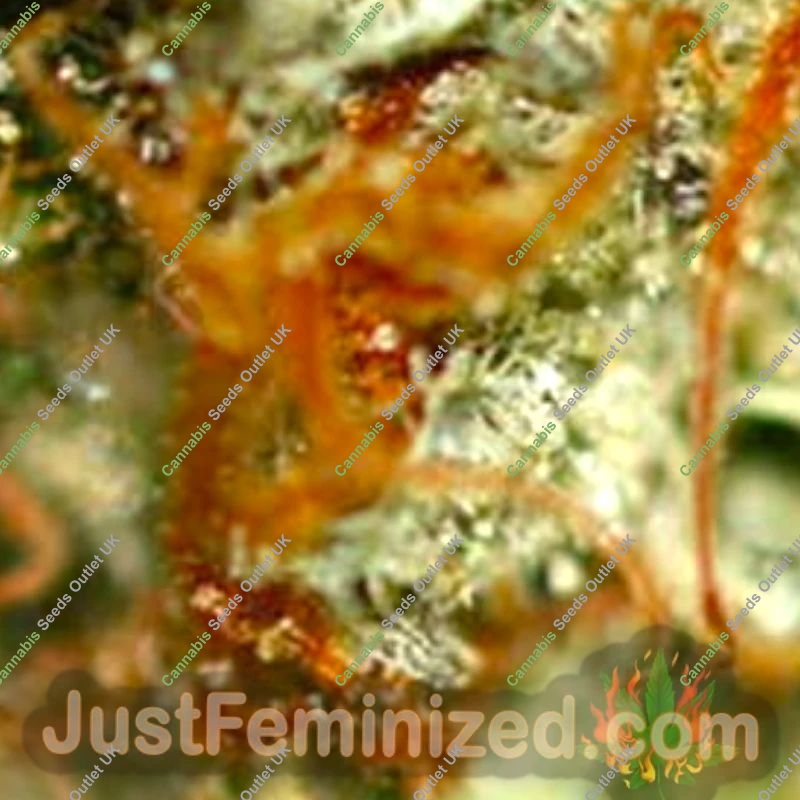 Orange Bud Quality Marijuana Strain by Just Feminized