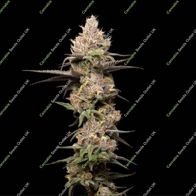 Zookies Triploid Feminized Marijuana Strain by Cali Weed