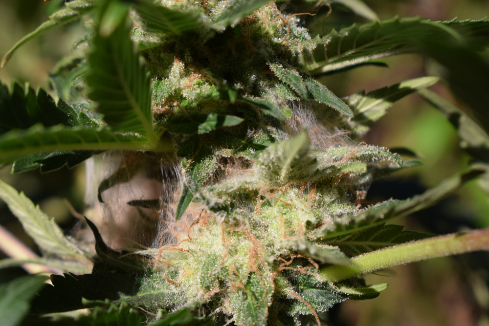 Bud Rot in Cannabis: Why it Happens and How to Prevent
