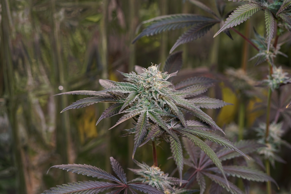 How Are Landrace Strains Different From Modern Hybrid Strains?